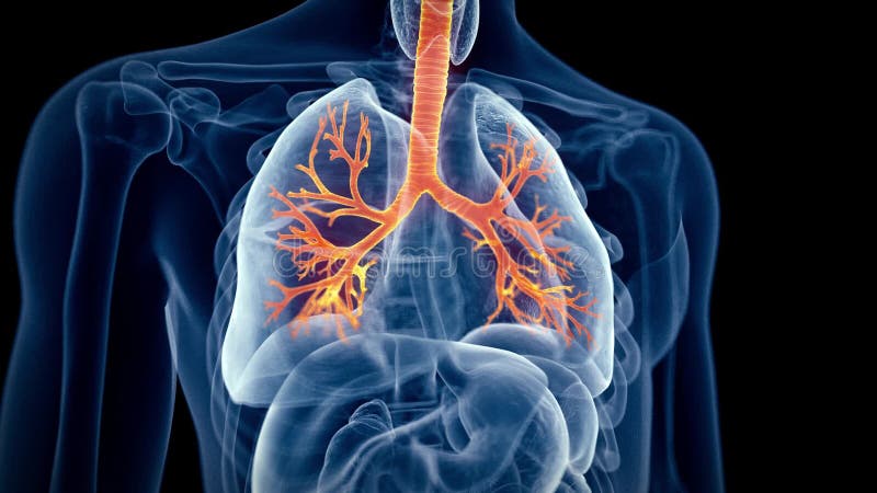 The human bronchi stock video. Video of transparent, biology - 69557077