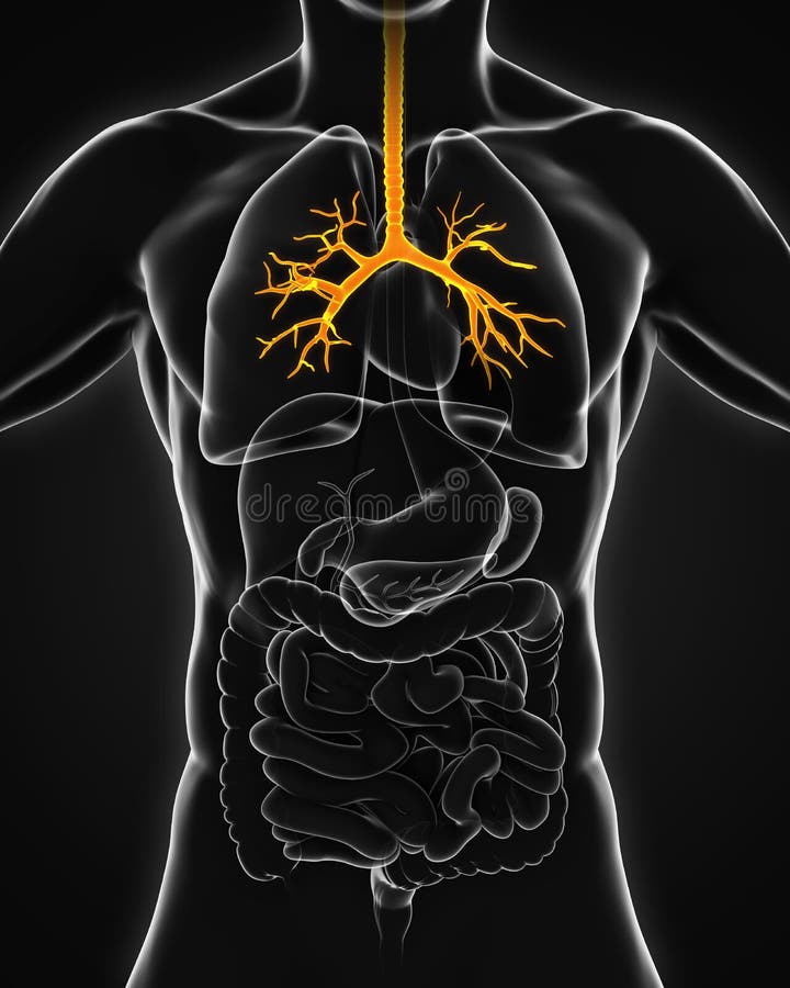 Bronchus, the Human Body, Man Stock Illustration - Illustration of ...