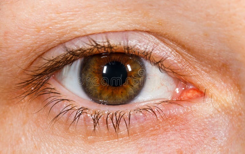 Human eye brown color stock photo. Image of human, eyelid - 31368990