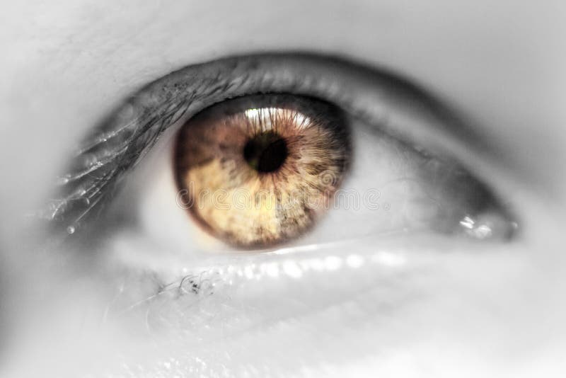 Human eye brown color stock photo. Image of human, eyelid - 31368990