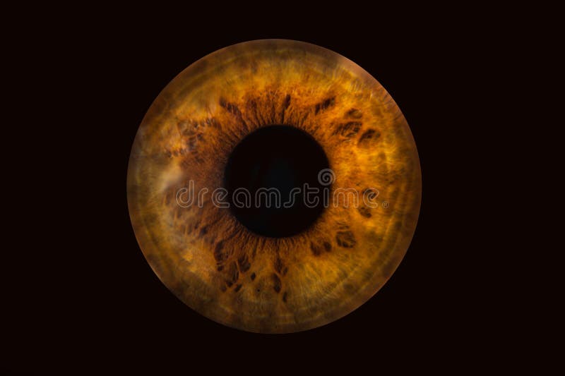 Brown Human Pupil on Black Background Stock Photo - Image of mandala ...
