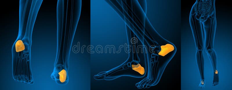 3D Rendering of Calcaneus Bone Stock Illustration - Illustration of ...