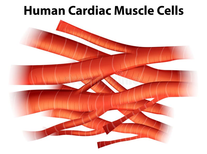 Human cardiac muscle cells stock illustration. Illustration of ...