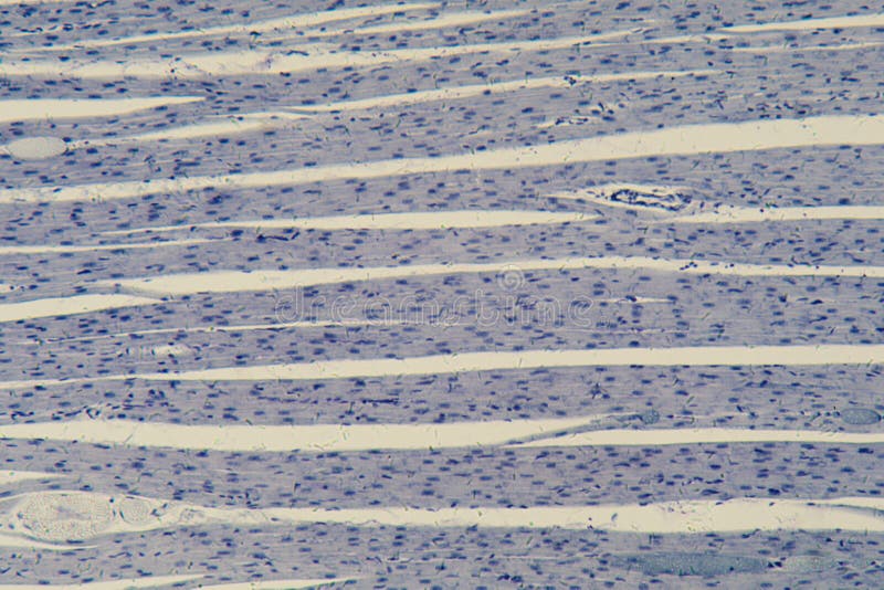 Cardiac Muscle Under Microscope