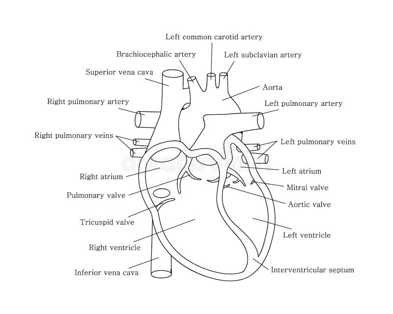 Reptile Heart Diagram