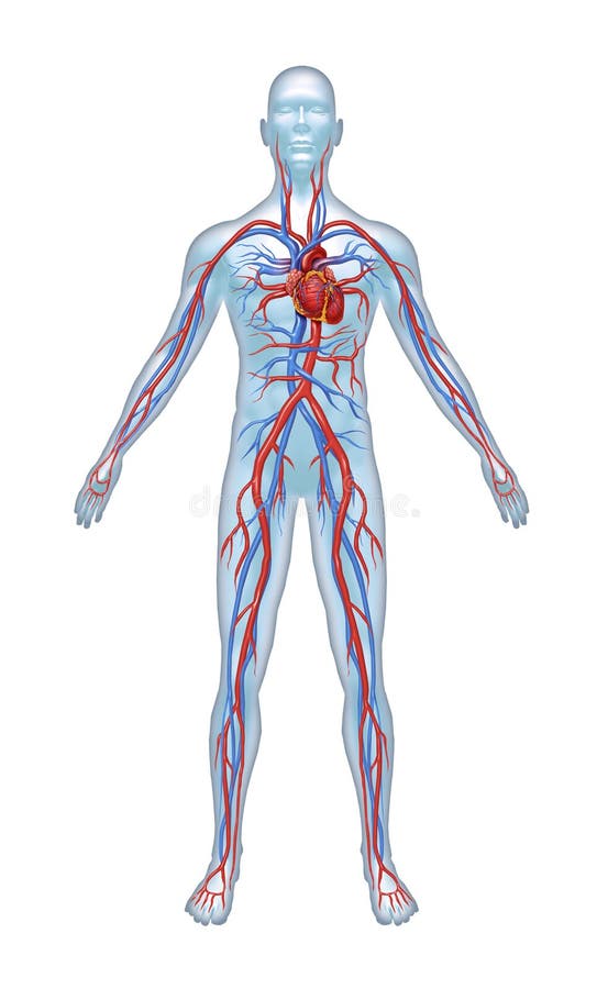 Human Circulatory System Full Figure Cutaway Anatomy
