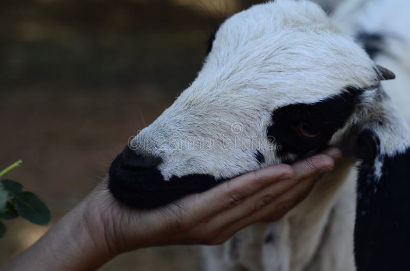 Human care for animals stock image. Image of touch, animals - 189877809