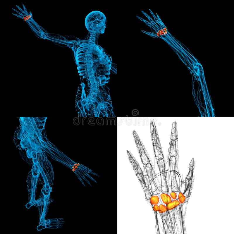 Human carpal bones stock illustration. Illustration of carpal - 88547320