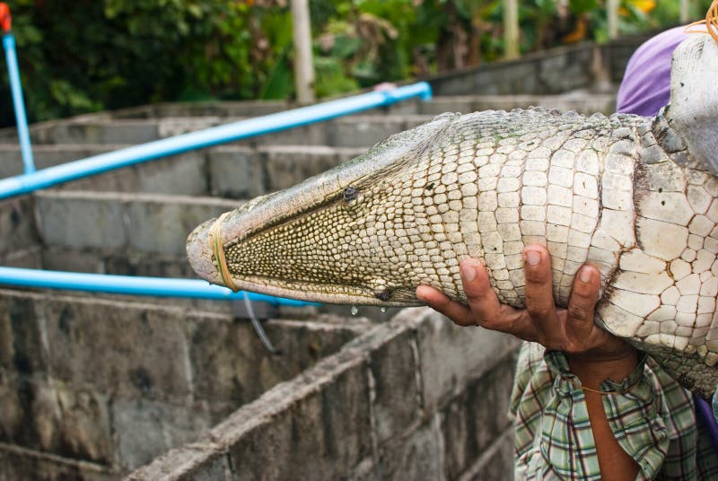Human Catch Freshwater Crocodile. Stock Photo - Image of natural ...