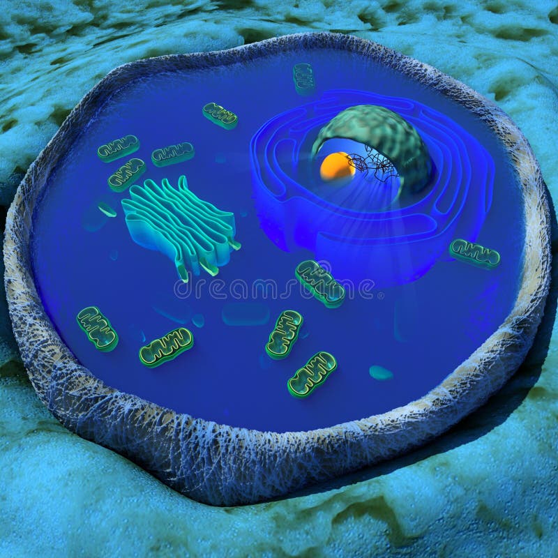 Human cell stock illustration. Illustration of cellular - 16713593