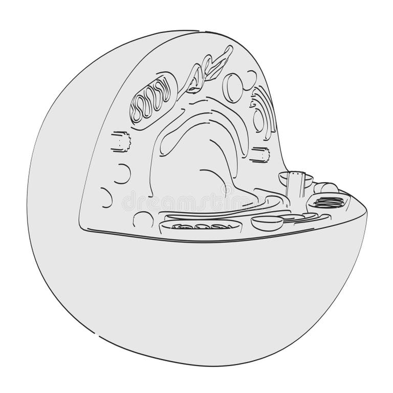 Human cell stock illustration. Illustration of vacuole - 70187098