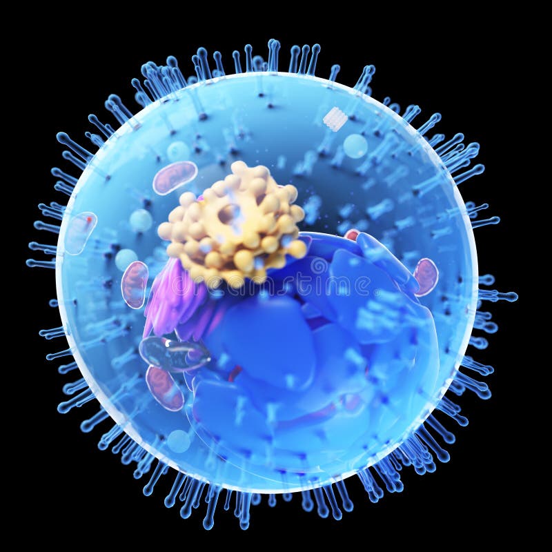 A human cell stock illustration. Illustration of biotechnology - 144302402