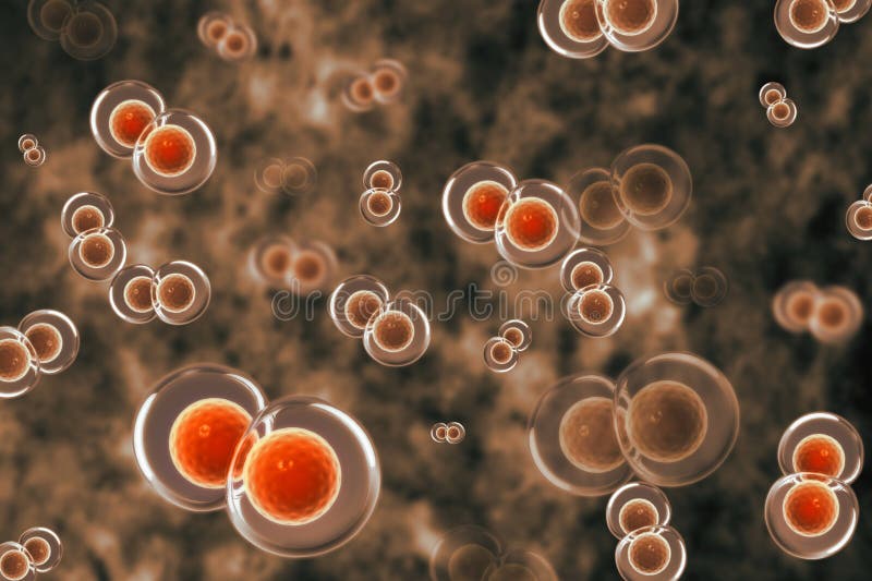 Human Cell or Embryonic Stem Cell on Scientific Background Stock ...