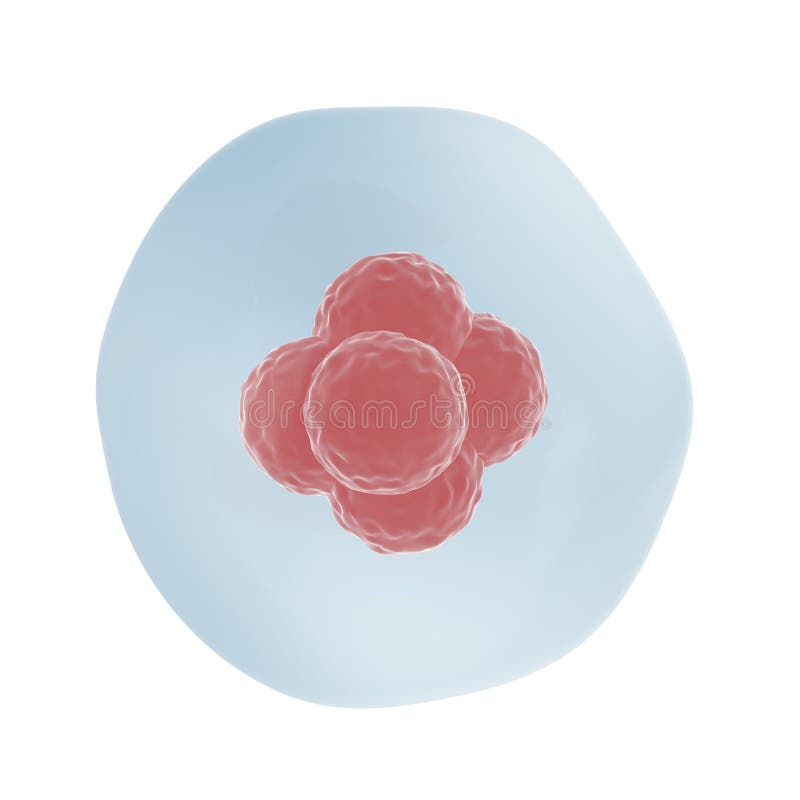 Human cell. Isolated stock illustration. Illustration of ...