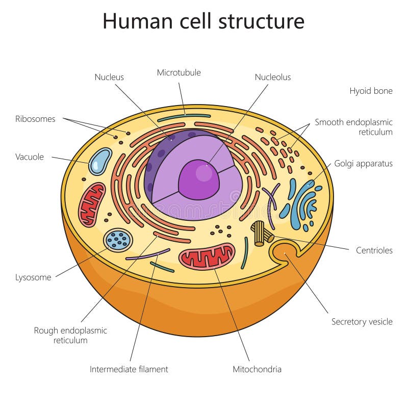 Human Cell Structure Diagram Medical Science Stock Vector - NBKomputer Human Cell Structure Diagram Medical Science Stock Vector - NBKomputer