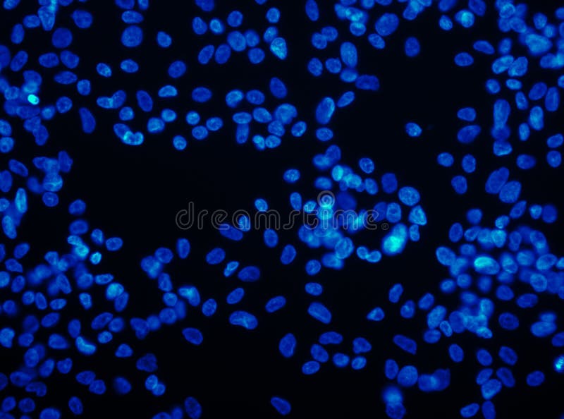 Human cells stock image. Image of nucleus, pharmaceutical - 3586269