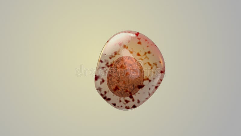 Human Cell or Embryonic Stem Cell Stock Illustration - Illustration of ...