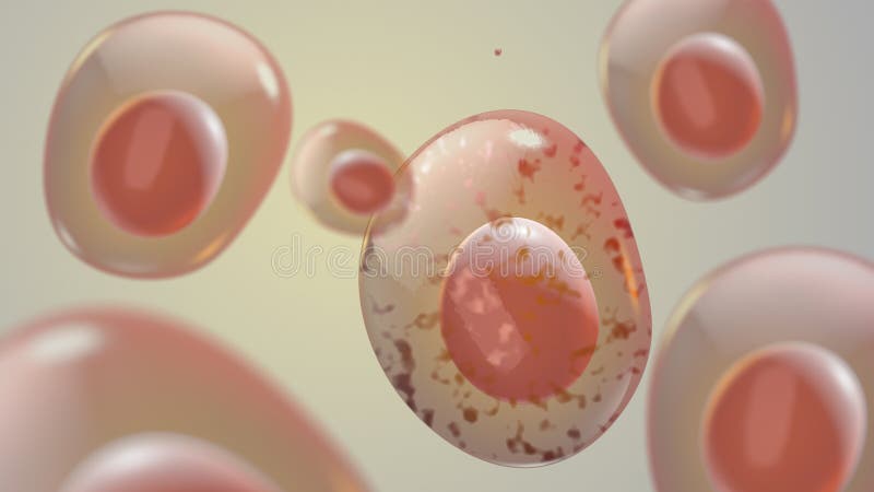 Human Cell or Embryonic Stem Cell Stock Illustration - Illustration of ...