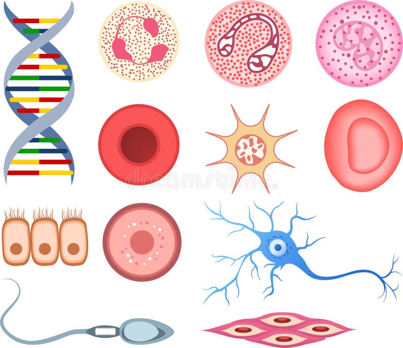 Human cells collection stock illustration. Illustration of medicine ...