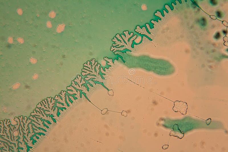 Human Cells and Water at the Microscope Stock Image - Image of ...