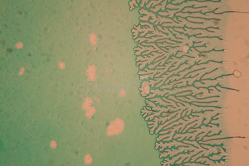 Human Cells and Water at the Microscope Stock Image - Image of research ...