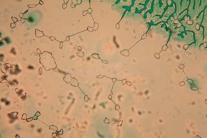 Human Cells and Water at the Microscope Stock Photo - Image of ...