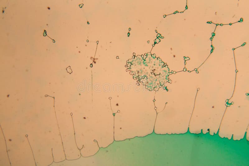 Human Cells and Water at the Microscope Stock Photo - Image of light ...