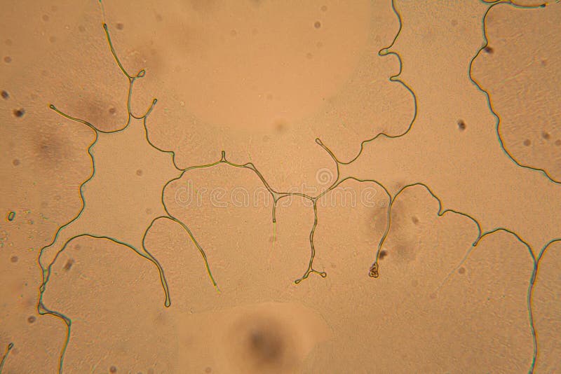 Human Cells and Water at the Microscope Stock Photo - Image of anatomy ...