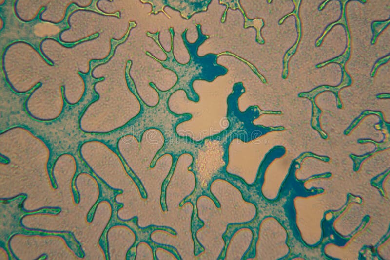 Human cells stock image. Image of research, cells, gamete - 127856069