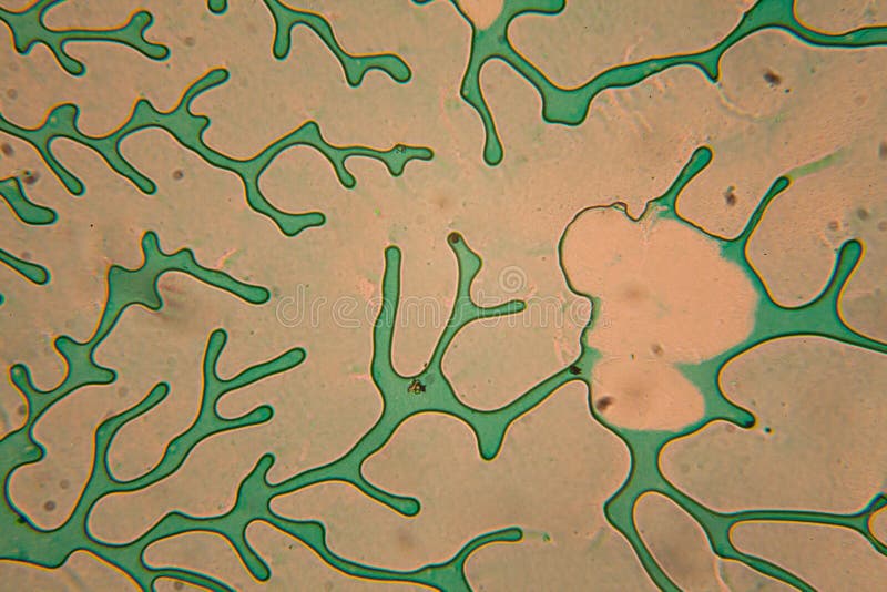 Human Cells and Water at the Microscope Stock Photo - Image of specimen ...