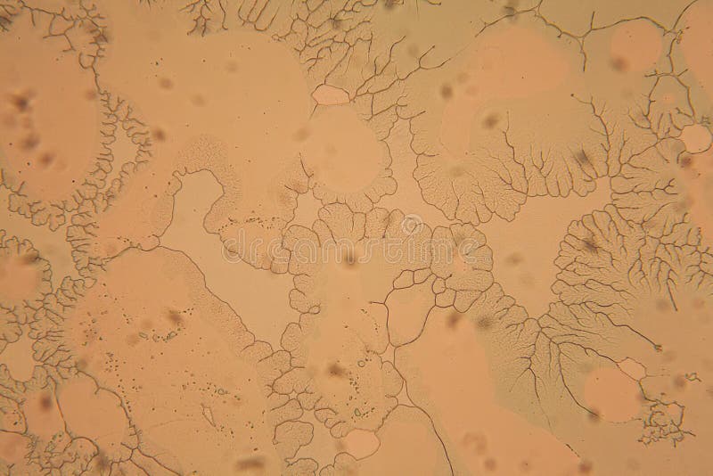 Human Cells and Water at the Microscope Stock Image - Image of ...