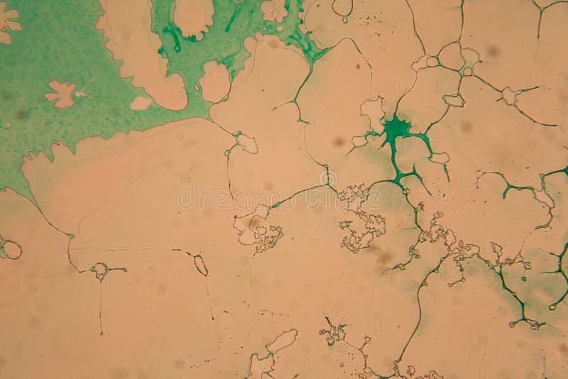 Human Cells and Water at the Microscope Stock Image - Image of mouth ...