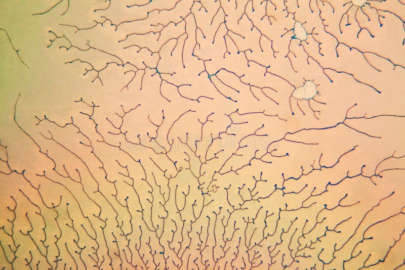 Human Cells and Water at the Microscope Stock Image - Image of nucleus ...