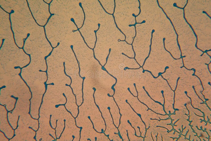 Human Cells and Water at the Microscope Stock Image - Image of ...