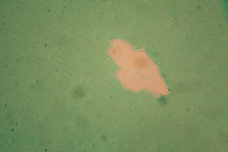 Human Cells and Water at the Microscope Stock Image - Image of biology ...