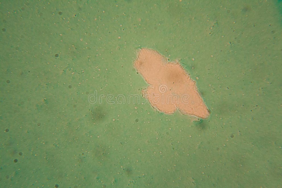 Human Cells and Water at the Microscope Stock Image - Image of biology ...