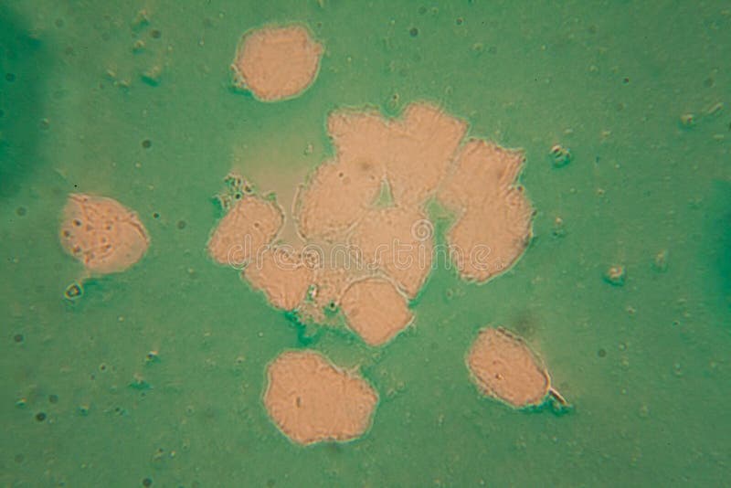 Human Cells and Water at the Microscope Stock Image - Image of specimen ...