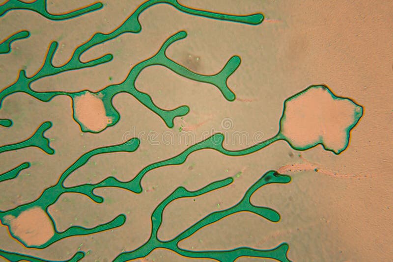 Human Cells and Water at the Microscope Stock Image - Image of cell ...