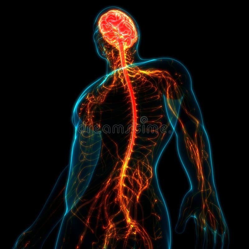 Human Central Nervous System with Brain Anatomy Stock Illustration ...