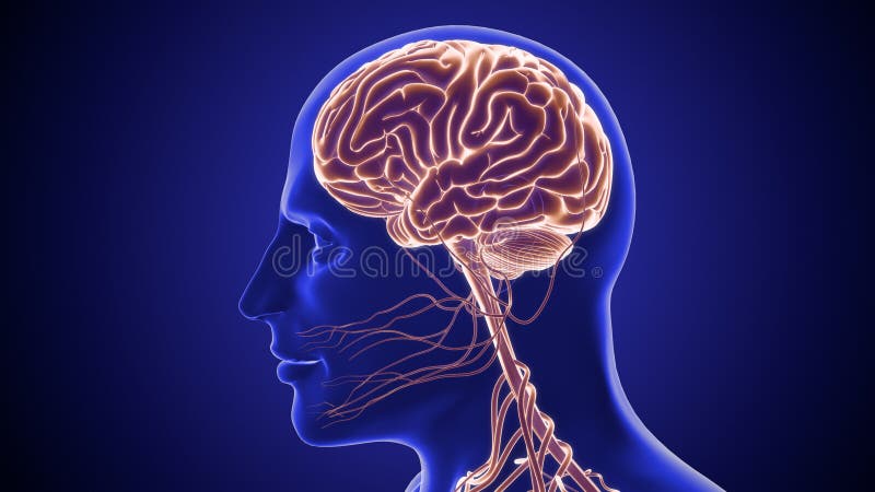 Synapse and Neuron Receptor Medical Concept Stock Image - Image of ...