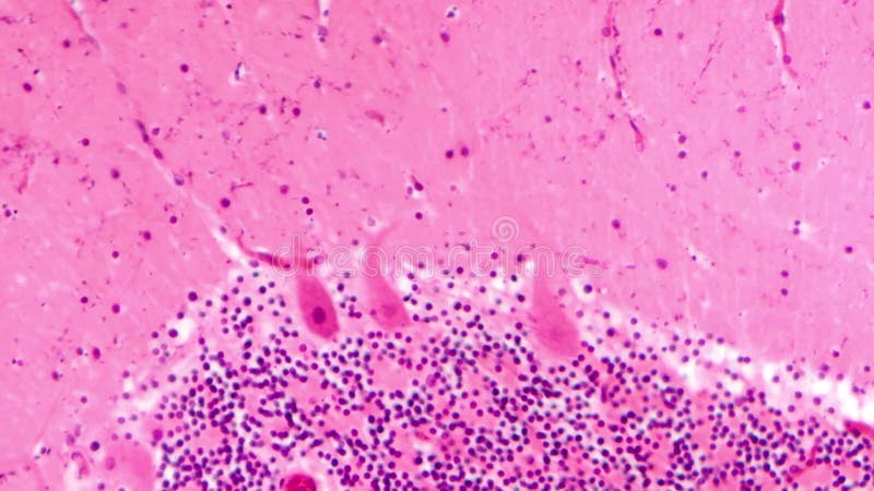 Human Cerebellar Cortex, Light Microscopy Stock Video - Video of ...