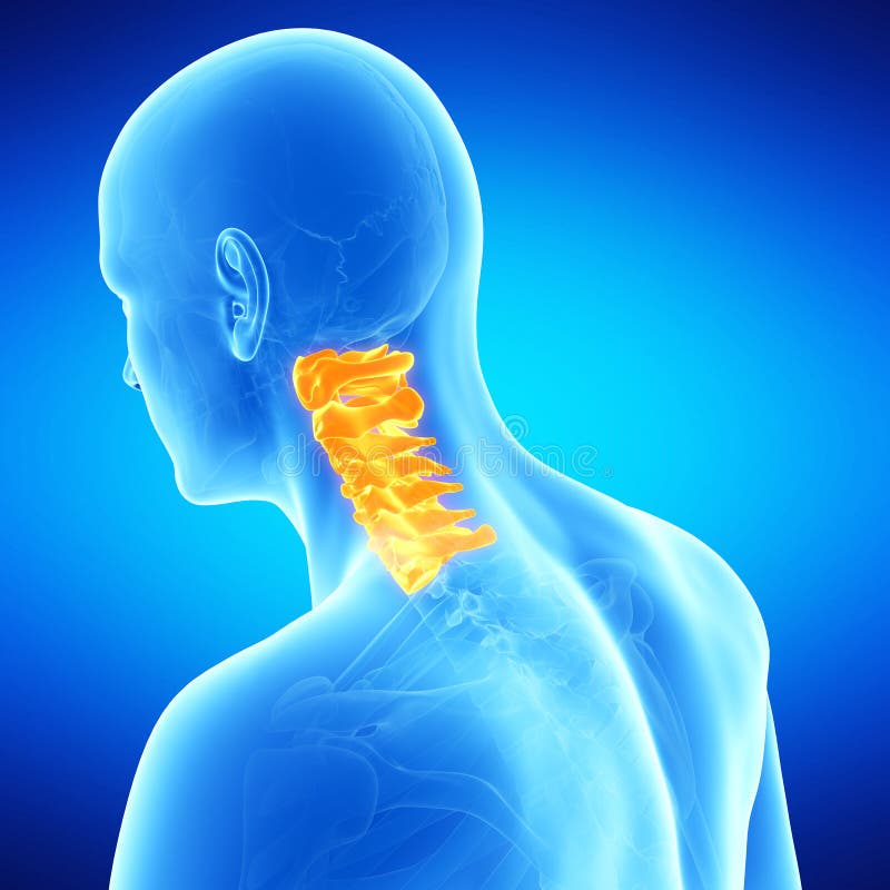 The human cervical spine stock illustration. Illustration of anatomy ...