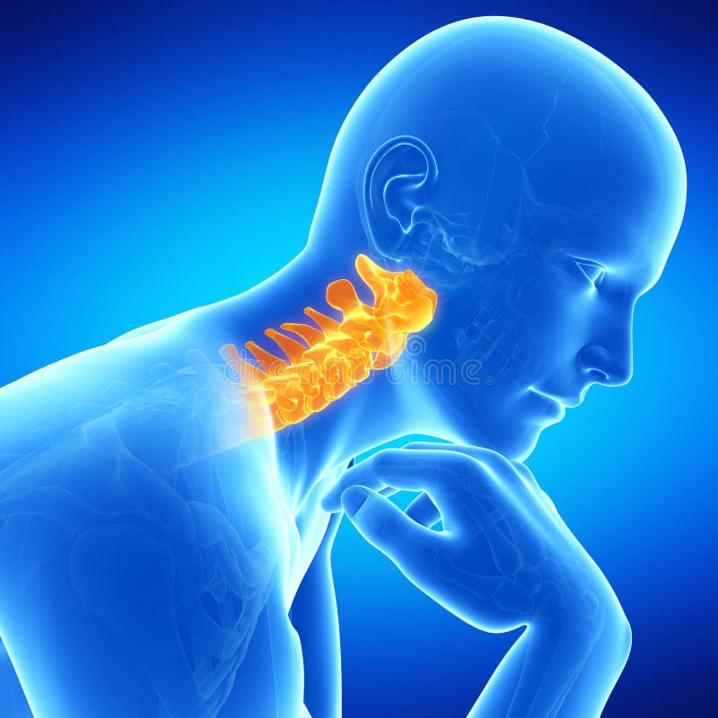 The human cervical spine stock illustration. Illustration of ...