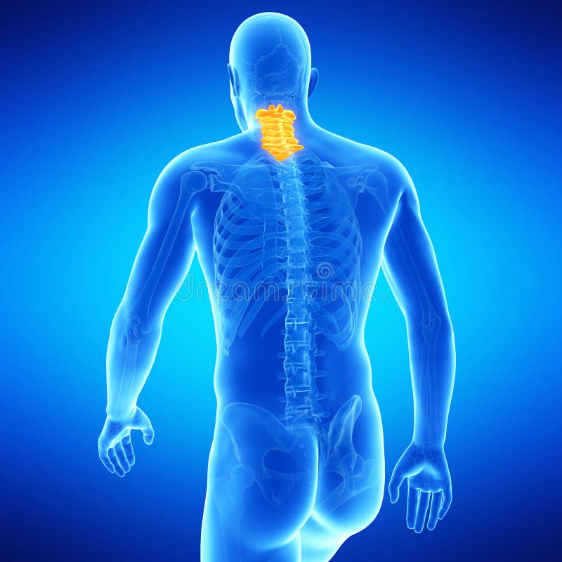 The human cervical spine stock illustration. Illustration of ...
