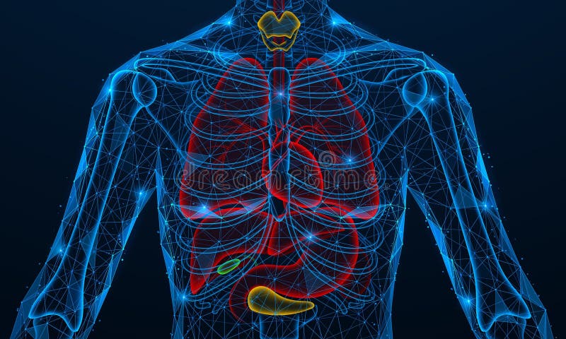Human Chest with Internal Organs. Stock Illustration - Illustration of ...