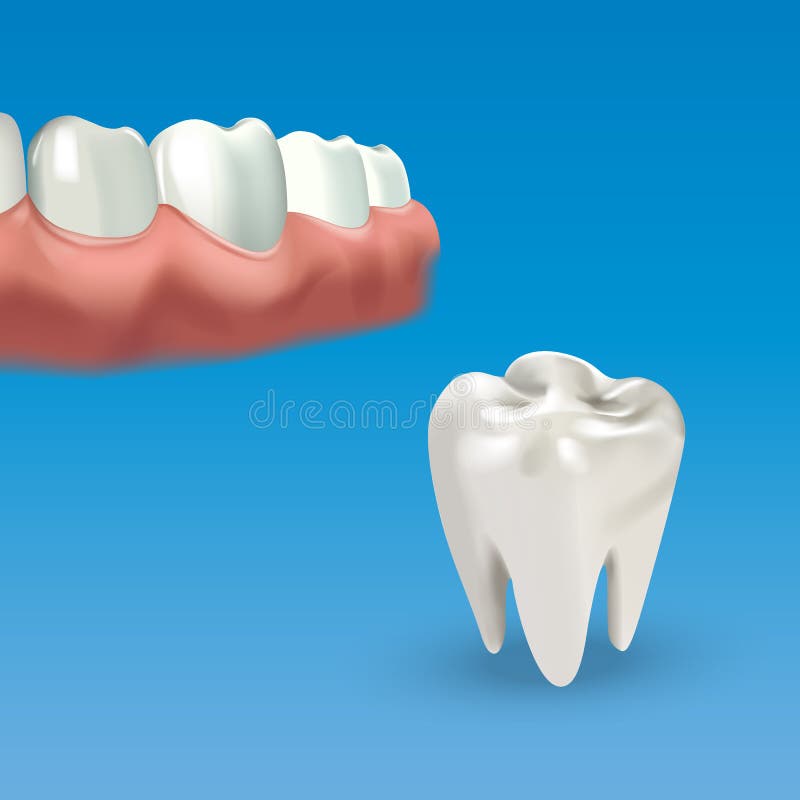 Human Chewing Surface and Tooth. Stock Vector - Illustration of anatomy ...
