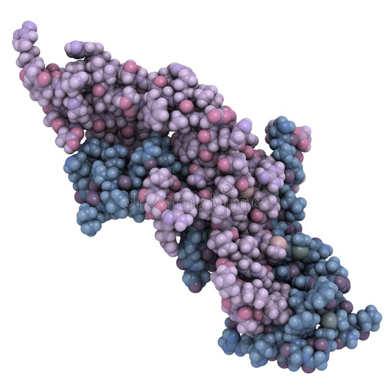 Human Chorionic Gonadotropin (hCG) Glycoprotein Hormone, Chemical ...