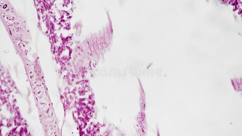 Human Ciliated Epithelium in Section Under Microscope 400x Filmed ...