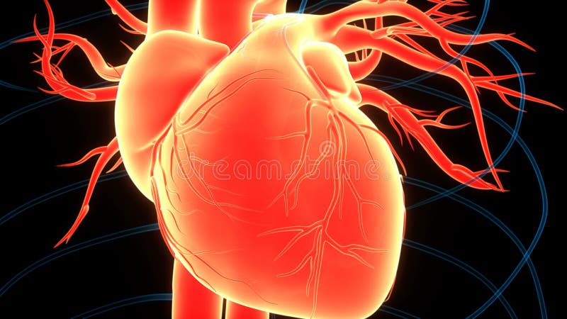 Human Circulatory System Heart Anatomy Animation Concept Stock Video ...