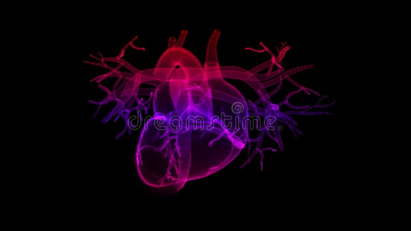 Human Circulatory System. Heart Beat Anatomy Animation Stock Footage ...